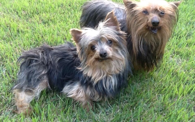 RUSSELL RESCUE OF TENNESSEE | Russell Rescue TN