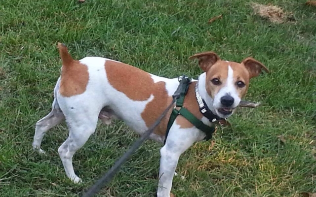 APPLICATION FOR ADOPTION | Russell Rescue TN